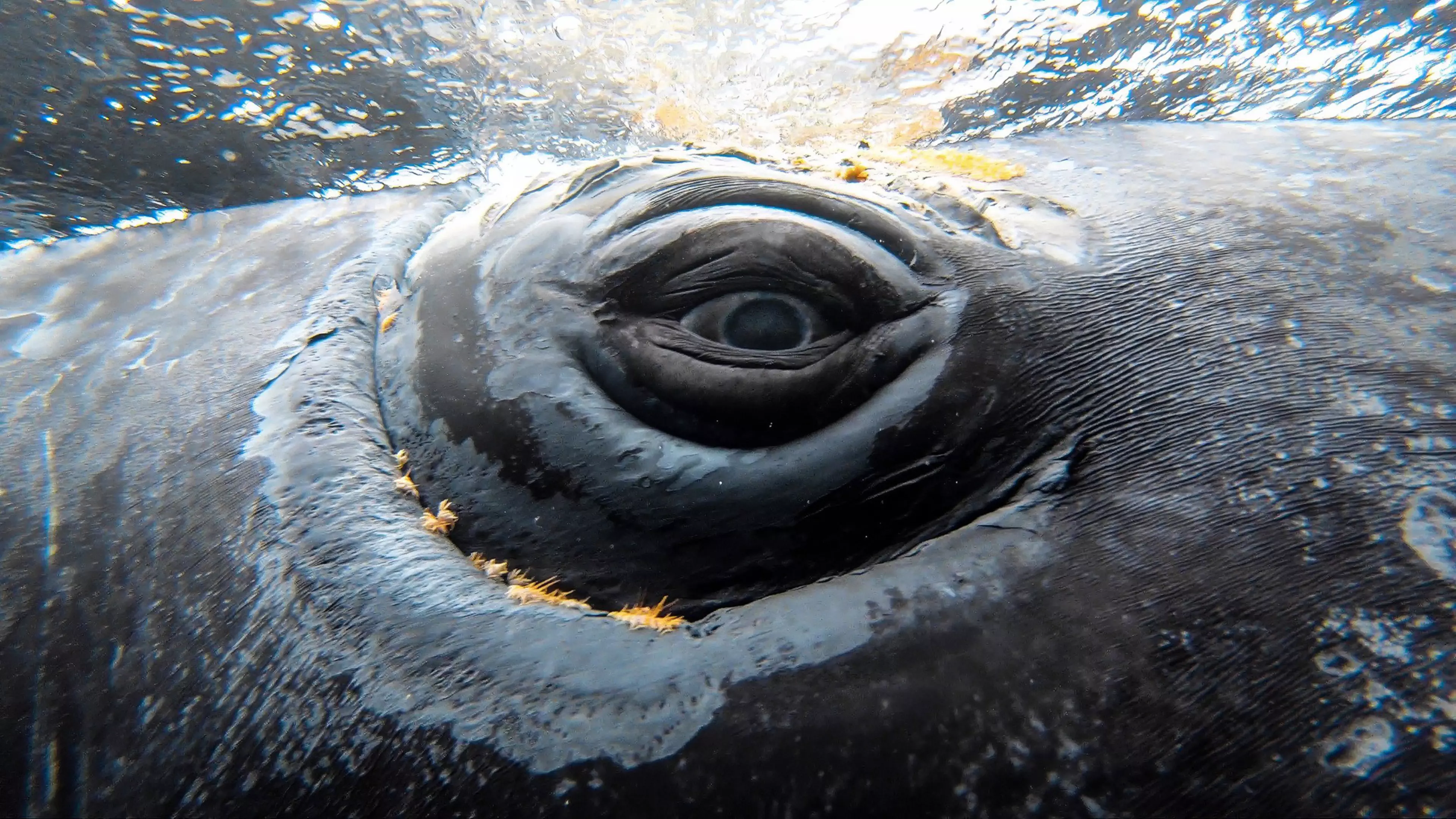 University competition invites submissions from marine and wildlife ...