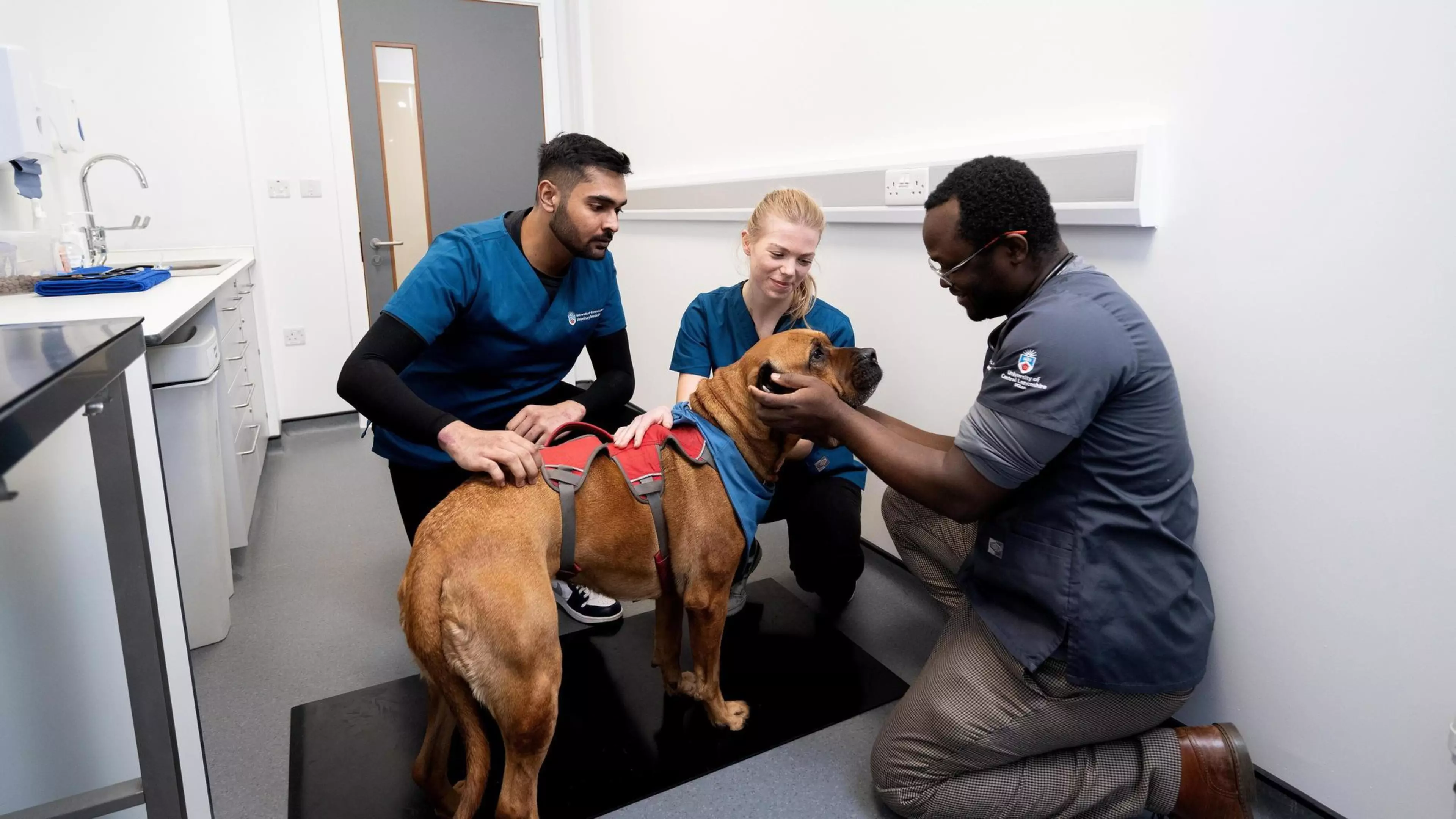 Study Veterinary Medicine & Surgery, BVMS