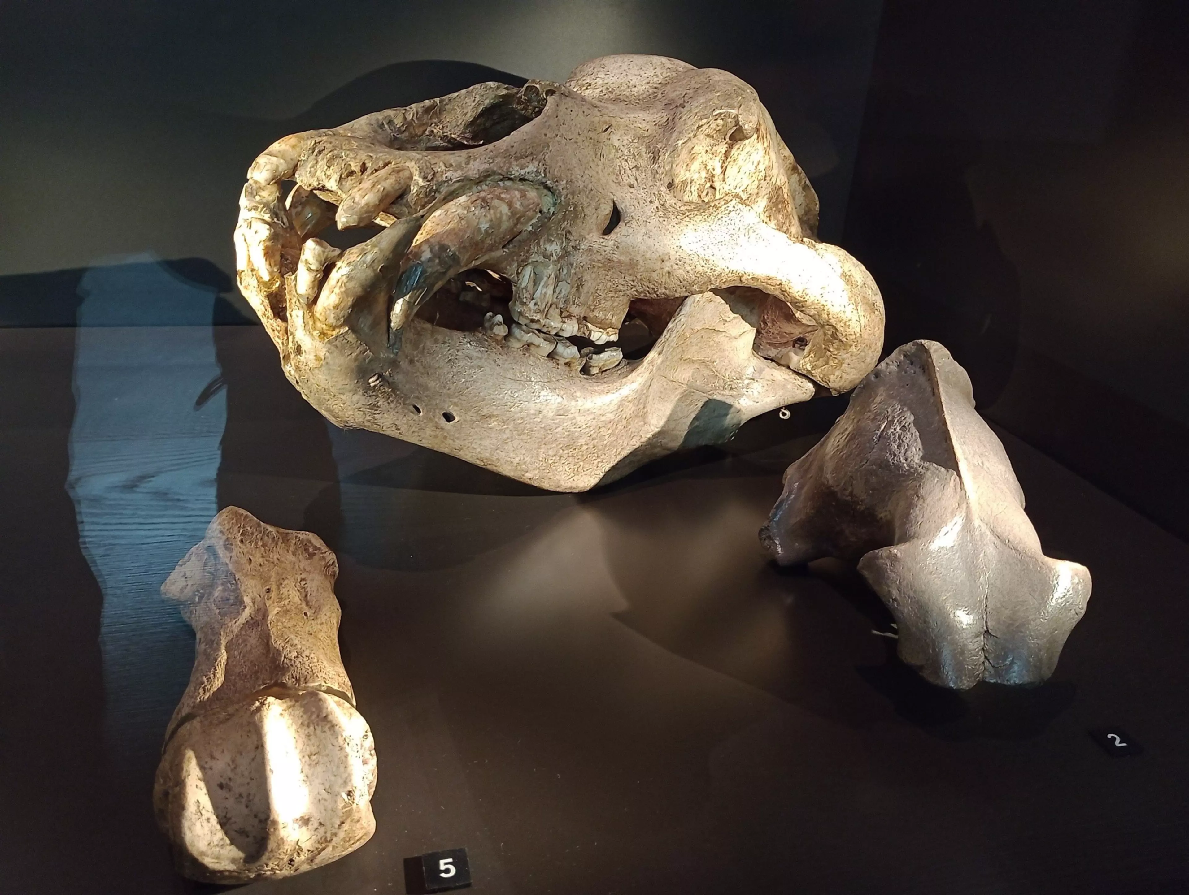 Lessons from cave bear extinction could save endangered bears